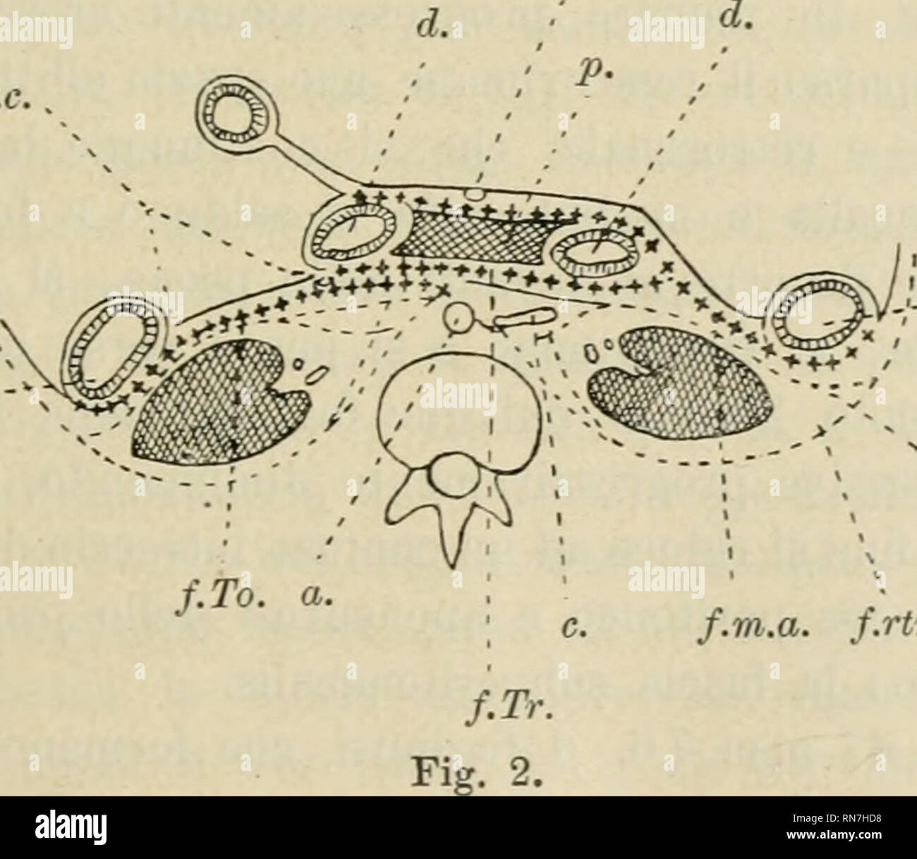 . Anatomischer Anzeiger. Anatomy, Comparative; Anatomy, Comparative ...