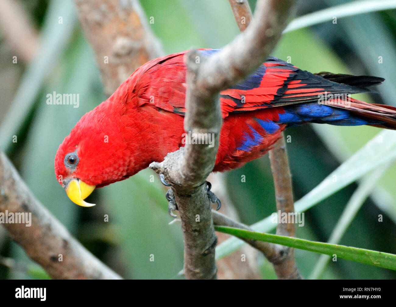 Red lory hi-res stock photography and images - Alamy