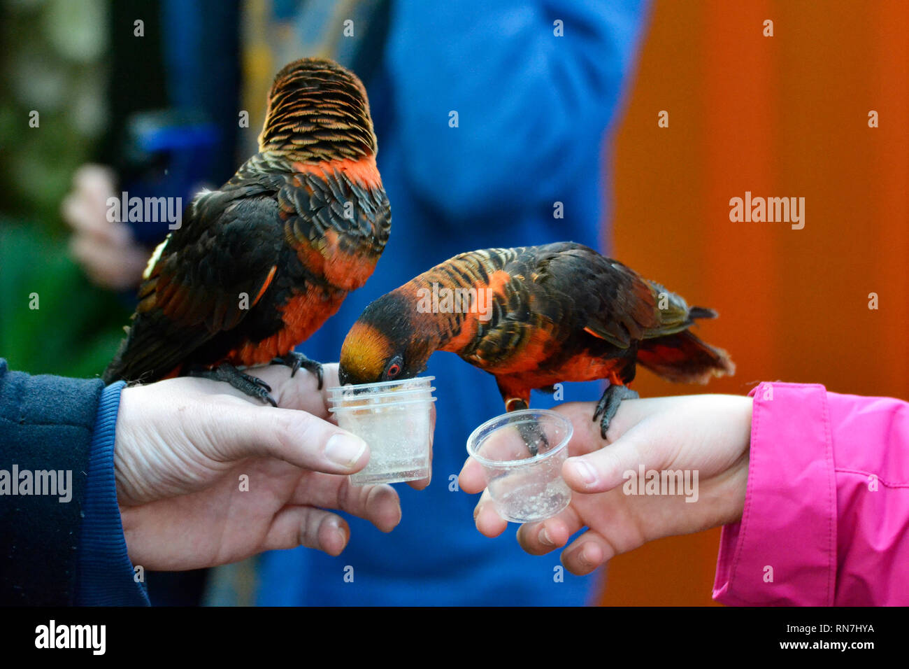 Dusky Lori Parrots feeding from visitor's hands at Woburn Safari Park ...