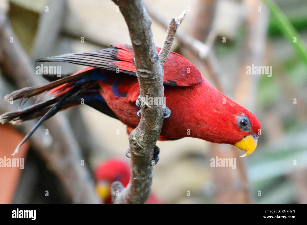 Red Lory High Resolution Stock Photography and Images - Alamy