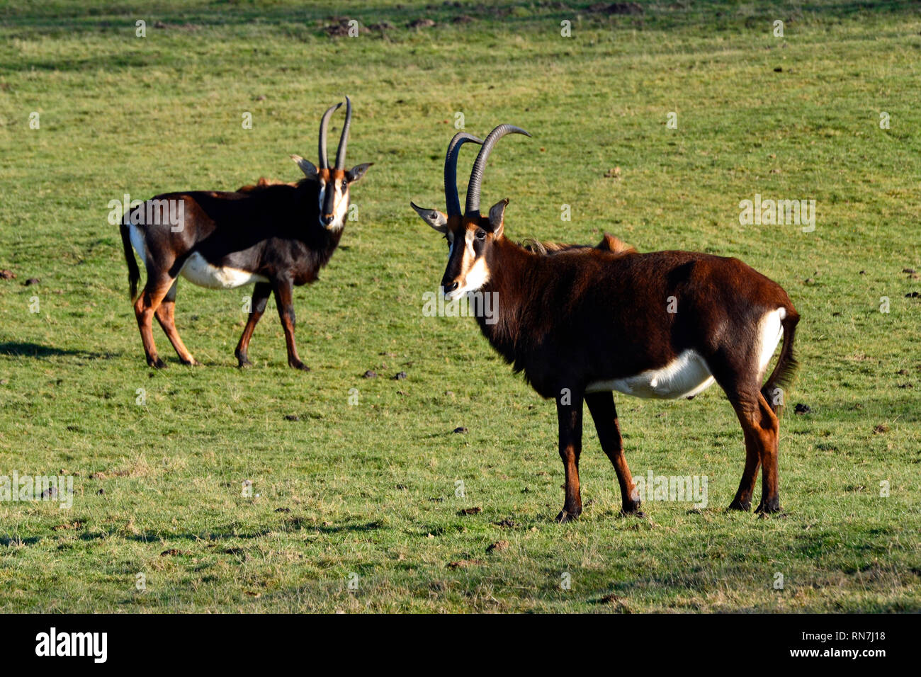 Sable antelopes hi-res stock photography and images - Alamy