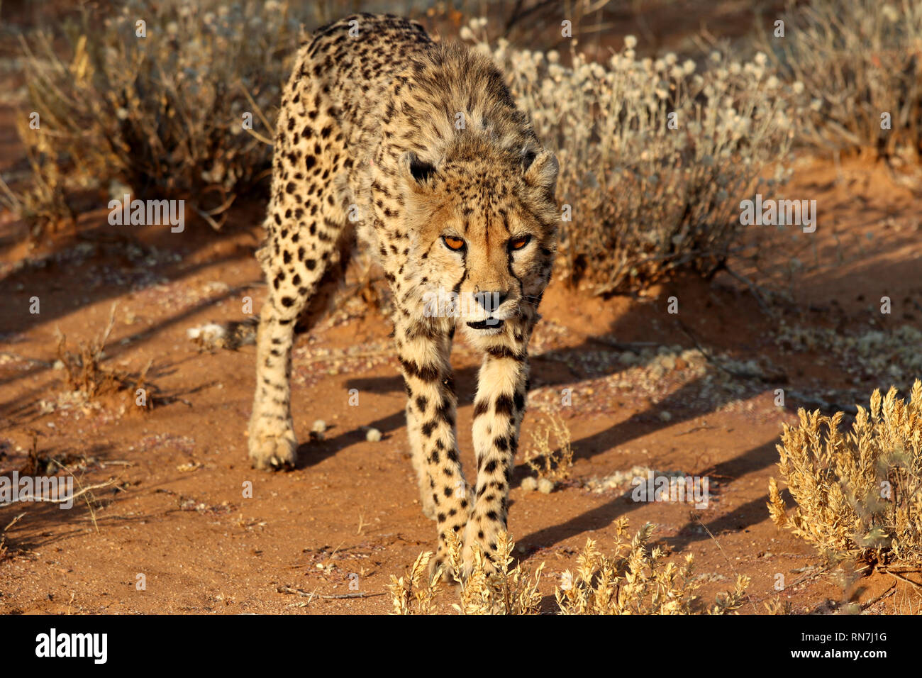 Namibia desert cheetah hi-res stock photography and images - Alamy