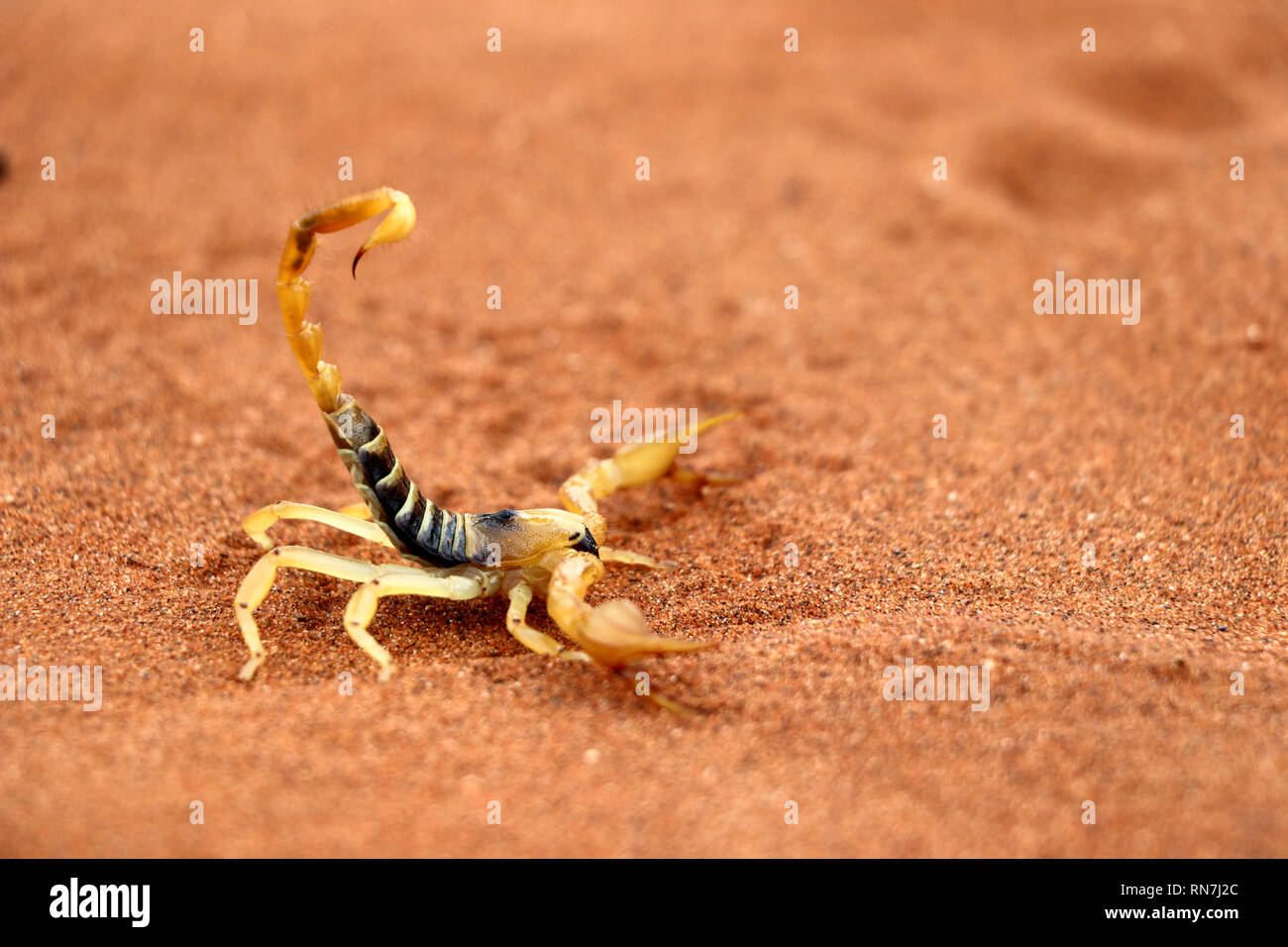 scorpion (parabuthus villosus) a poisonous animal in the desert with ...