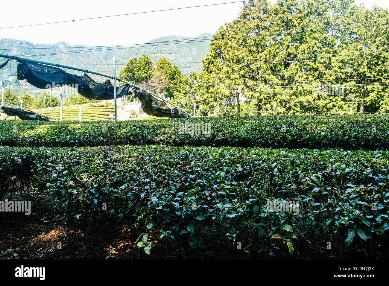 Tea fields of Kyoto, Japan Stock Photo - Alamy