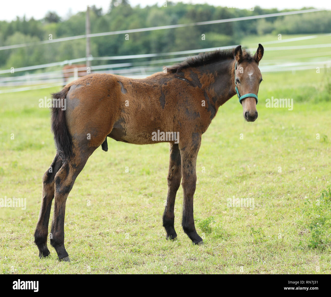 Young stallion hi-res stock photography and images - Alamy