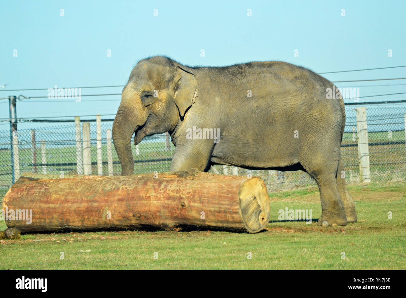 Asian Elephant moving a log at Woburn Safari Park, Woburn, Bedfordshire ...