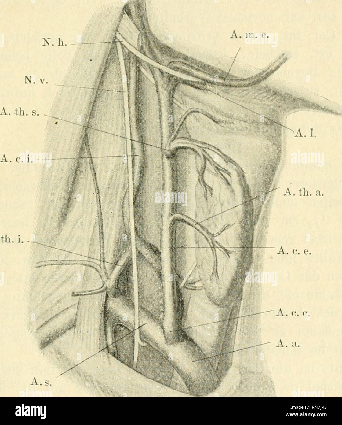 Arteria carotis externa hi-res stock photography and images - Alamy