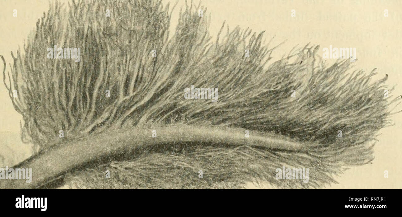 Pelvic fin fins hi-res stock photography and images - Alamy