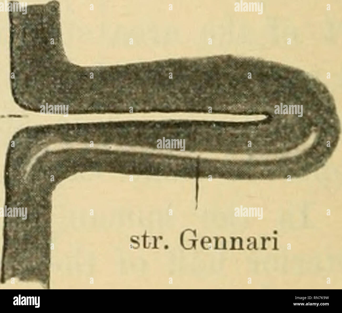 . Anatomischer Anzeiger. Anatomy, Comparative; Anatomy, Comparative ...
