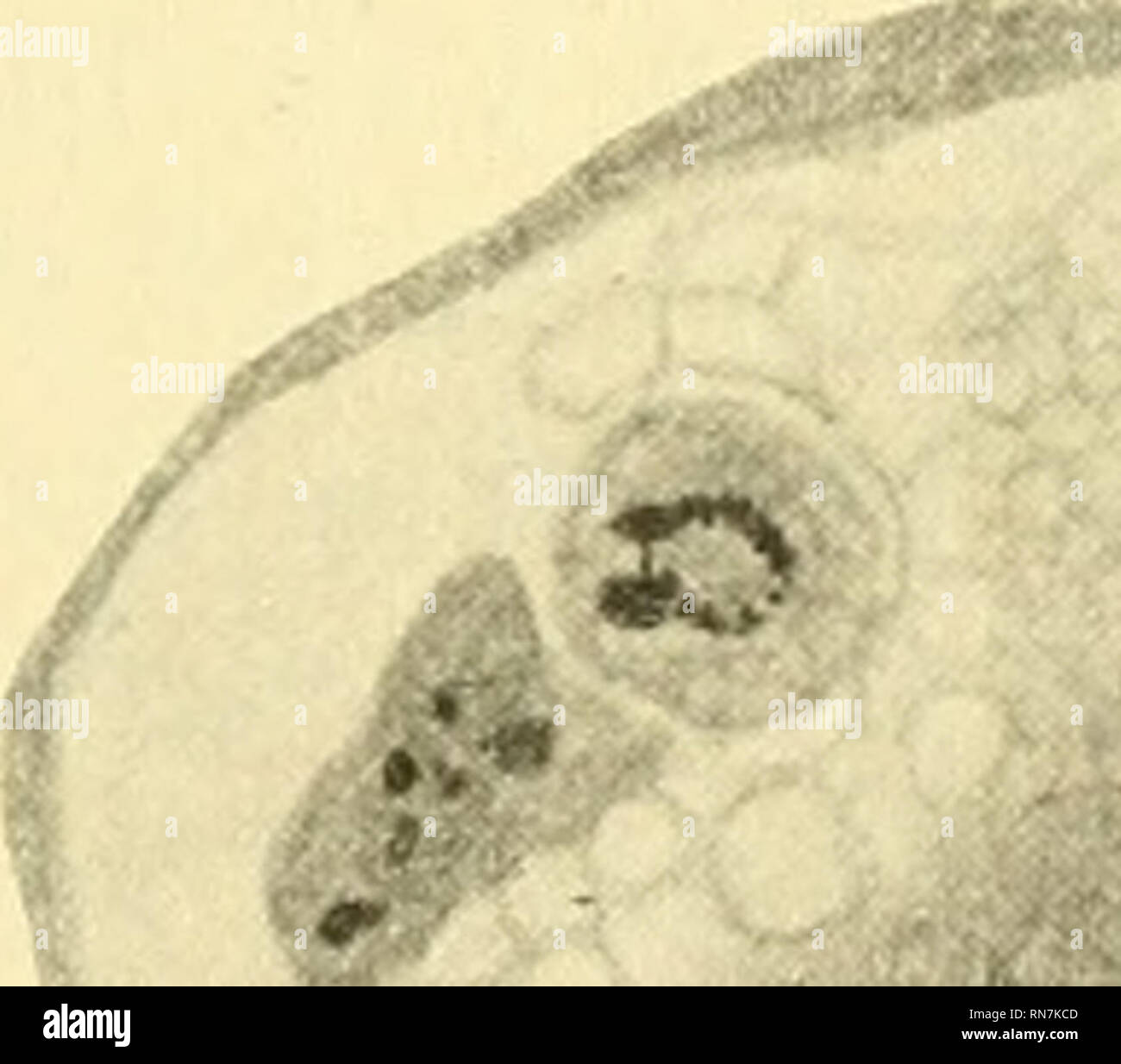 . Anatomischer Anzeiger. Anatomy, Comparative; Anatomy, Comparative. Fi ...