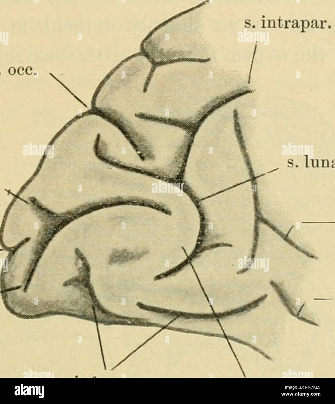 Operculum Brain Of The L