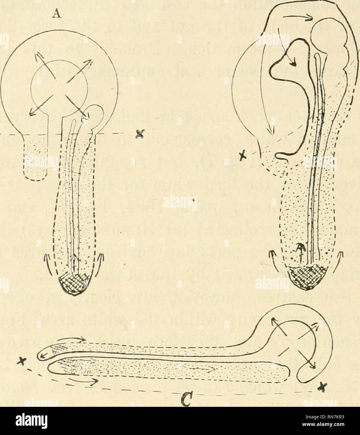. Anatomischer Anzeiger. Anatomy, Comparative; Anatomy, Comparative ...