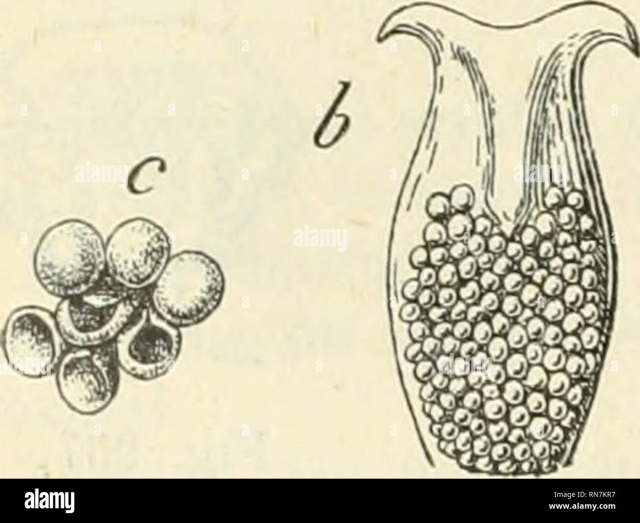 Anatomie de la fleur hi-res stock photography and images - Alamy