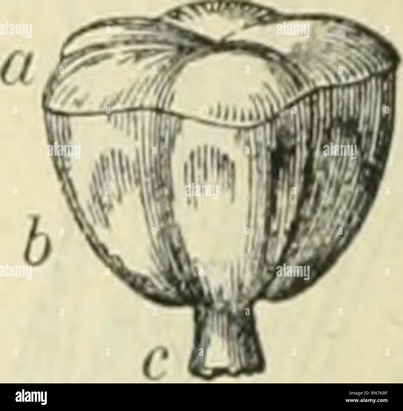 Un rameau en fleurs hi-res stock photography and images - Alamy