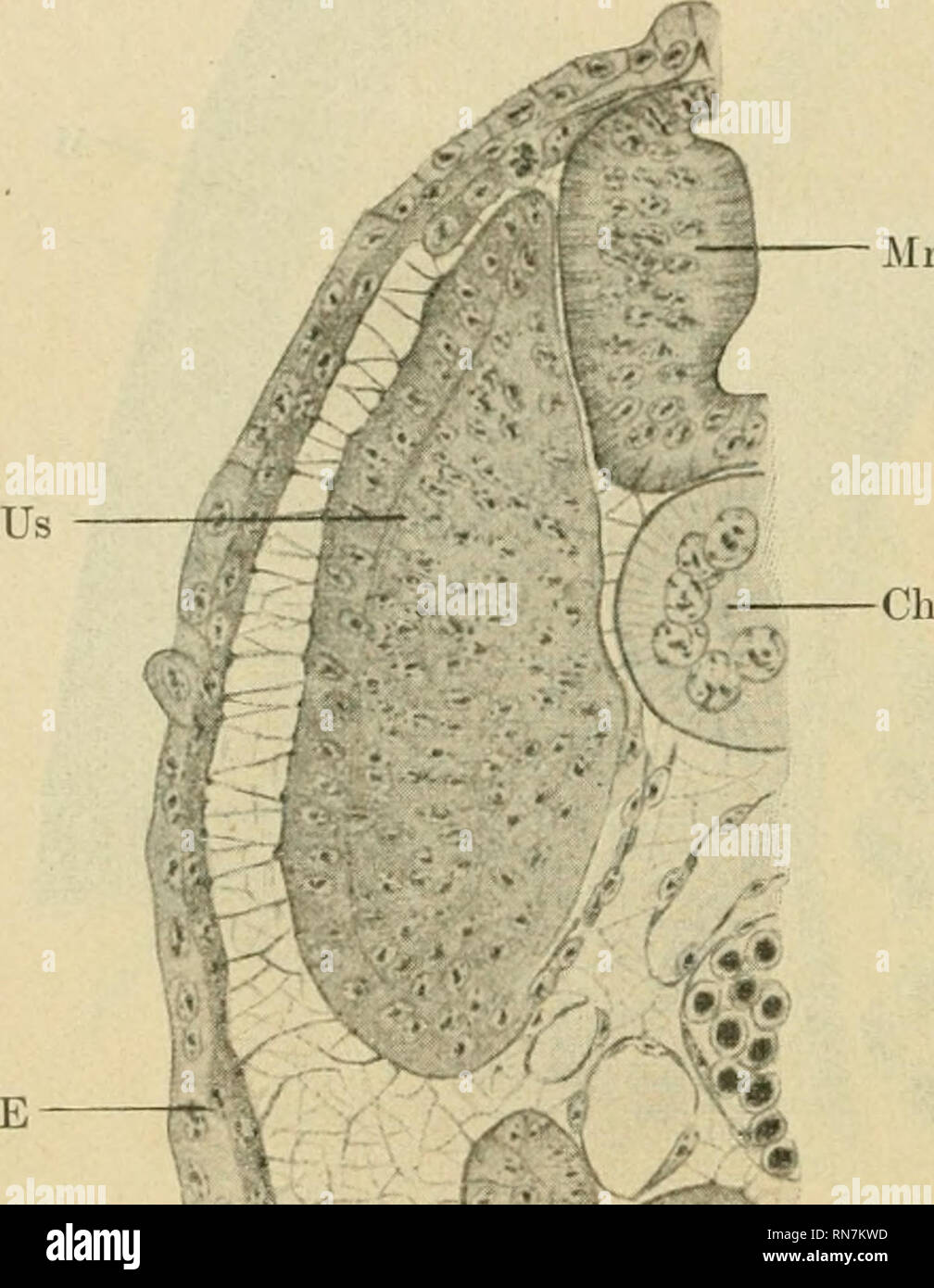 Ohne regen hi-res stock photography and images - Alamy