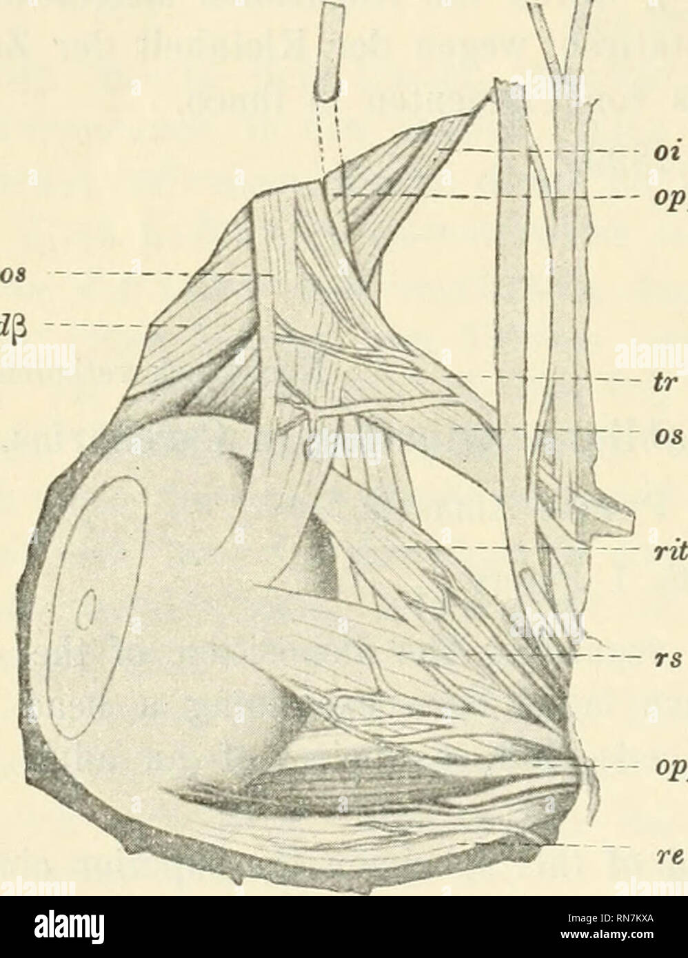 . Anatomischer Anzeiger. Anatomy, Comparative; Anatomy, Comparative ...