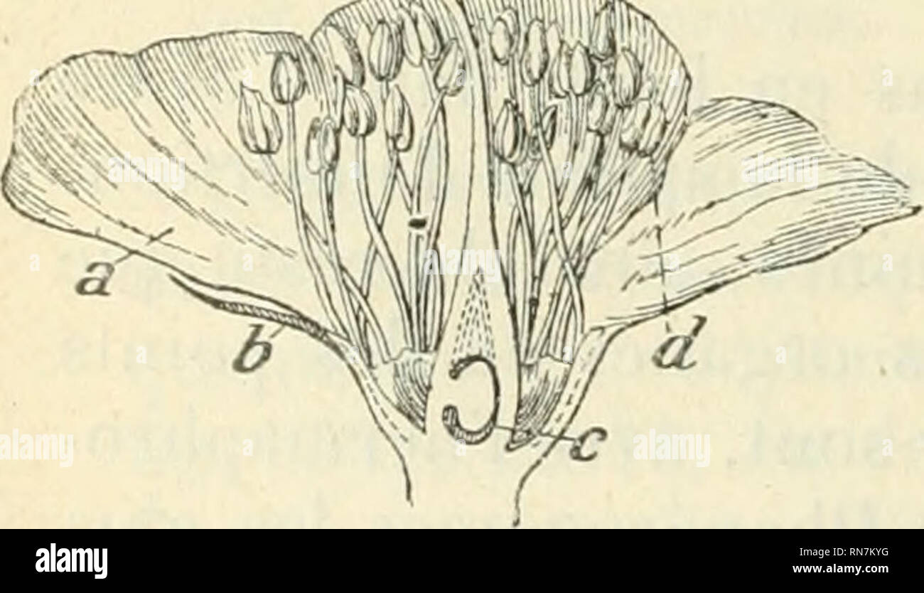 Androceo hi-res stock photography and images - Alamy