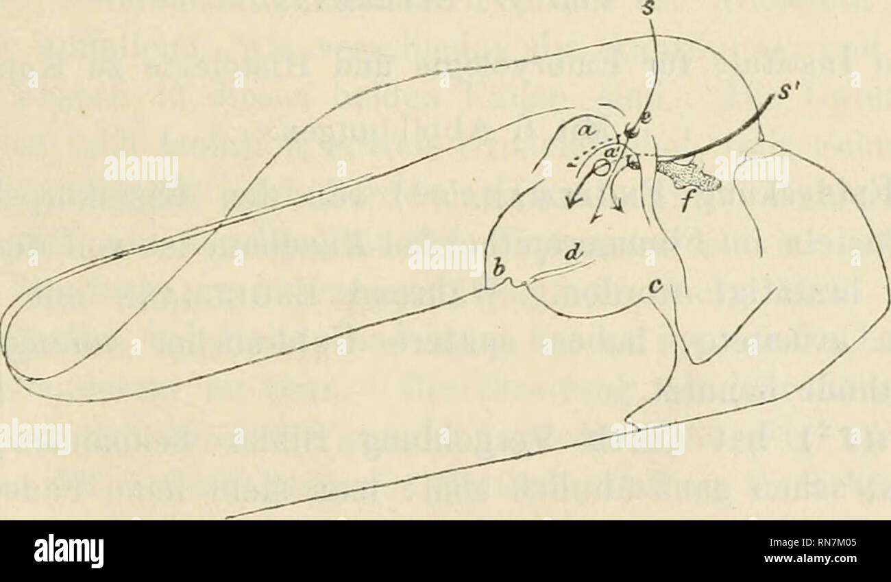 Canalis facialis hi-res stock photography and images - Alamy