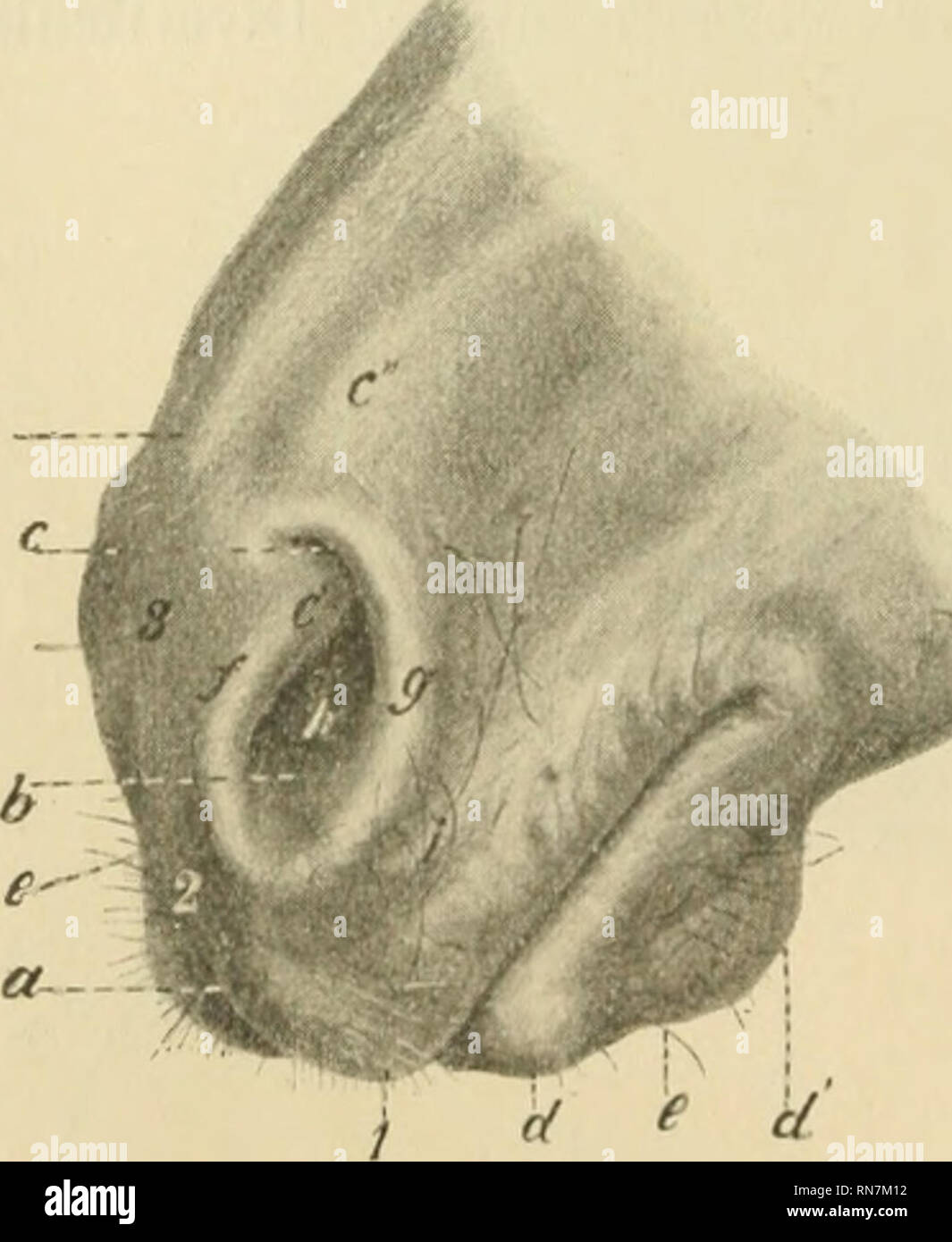 . Anatomischer Anzeiger. Anatomy, Comparative; Anatomy, Comparative ...