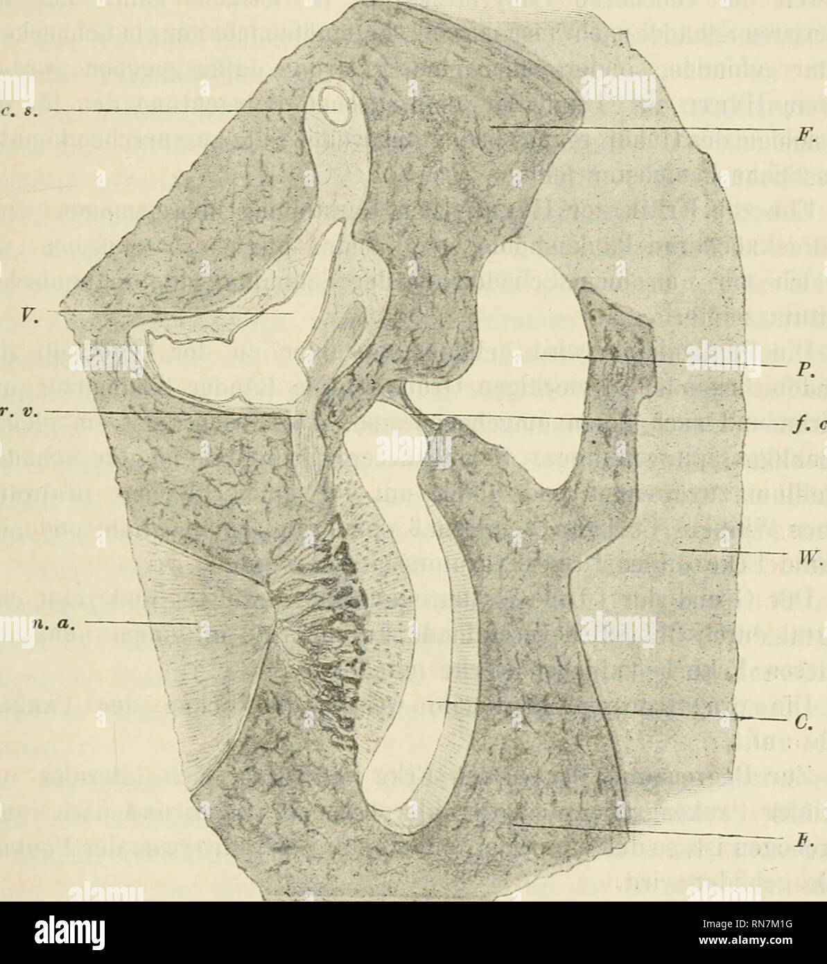 . Anatomischer Anzeiger. Anatomy, Comparative; Anatomy, Comparative ...