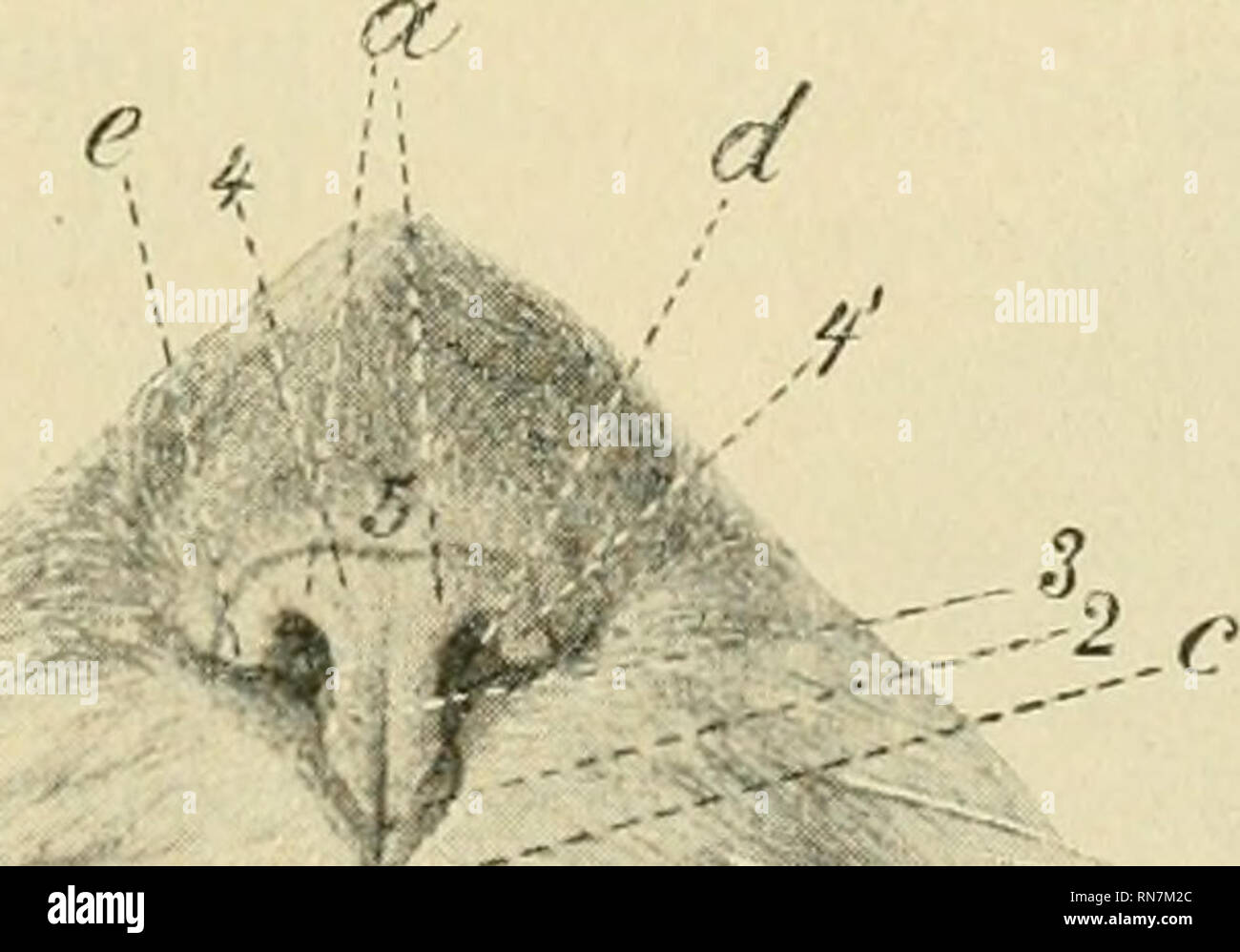 Nasenspiegel hi-res stock photography and images - Alamy