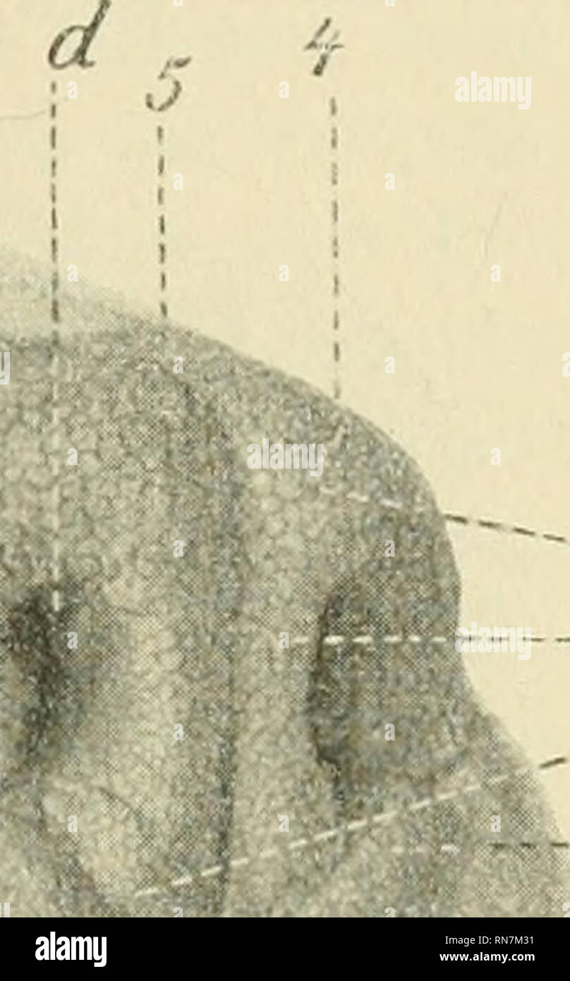 . Anatomischer Anzeiger. Anatomy, Comparative; Anatomy, Comparative ...