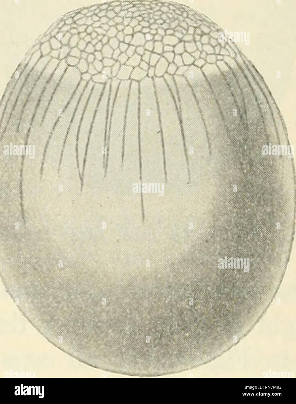 . Anatomischer Anzeiger. Anatomy, Comparative; Anatomy, Comparative ...