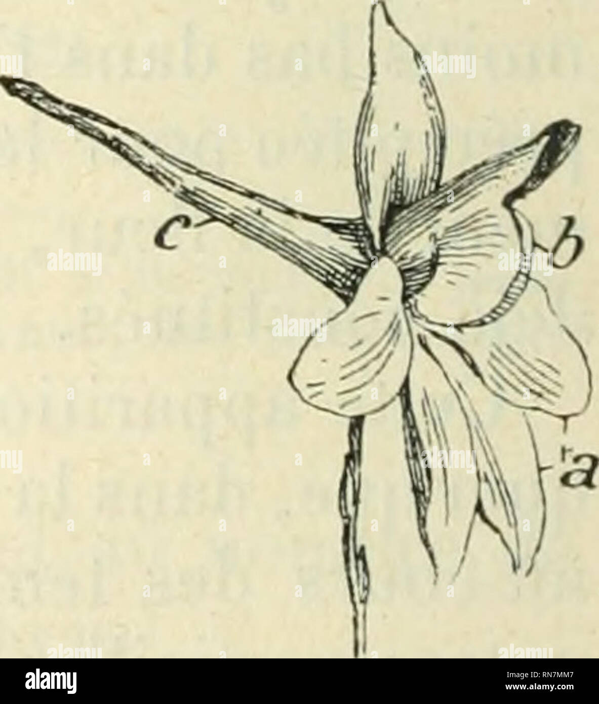 Anatomie fleur hi-res stock photography and images - Alamy