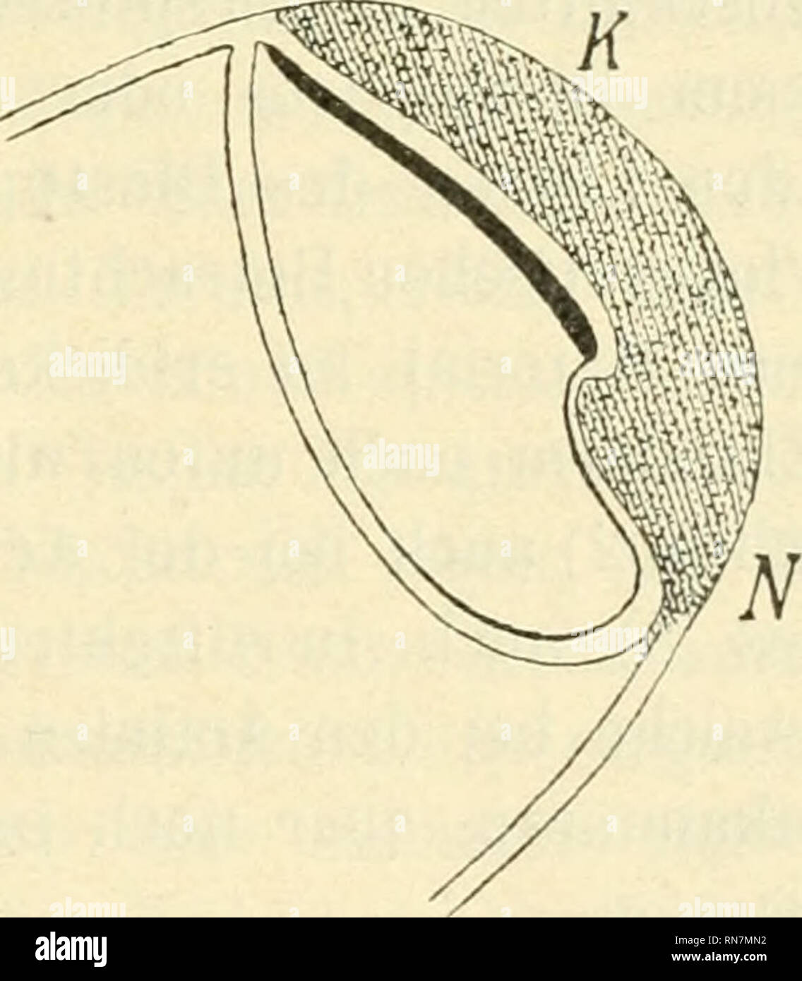 . Anatomischer Anzeiger. Anatomy, Comparative; Anatomy, Comparative. CL ...
