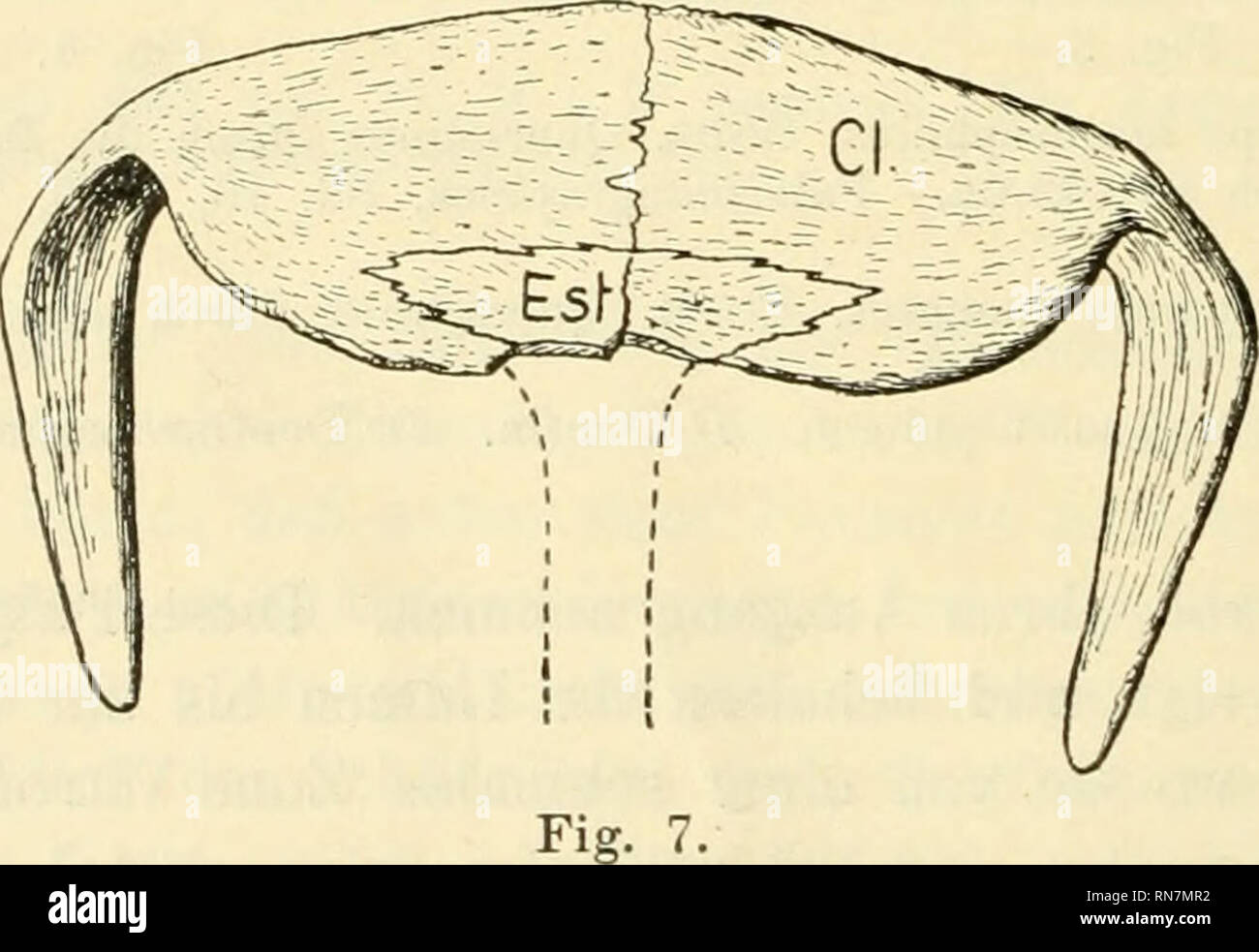 Labidosaurus hamatus hi-res stock photography and images - Alamy
