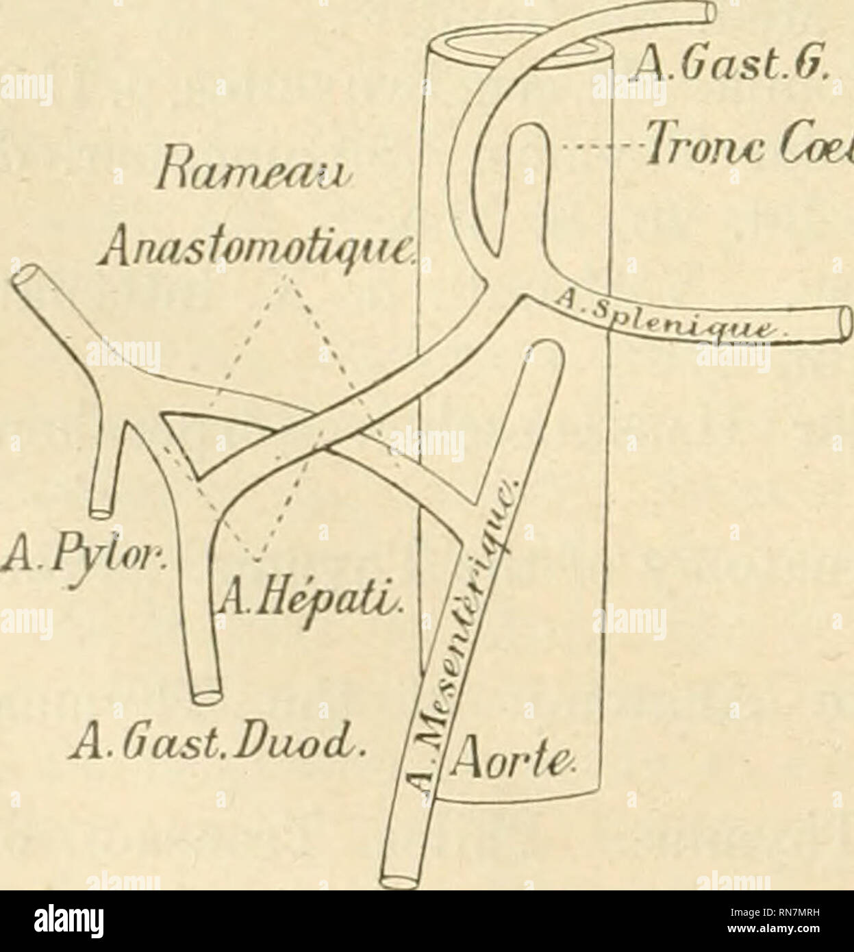 Tronc coeliaque hi-res stock photography and images - Alamy