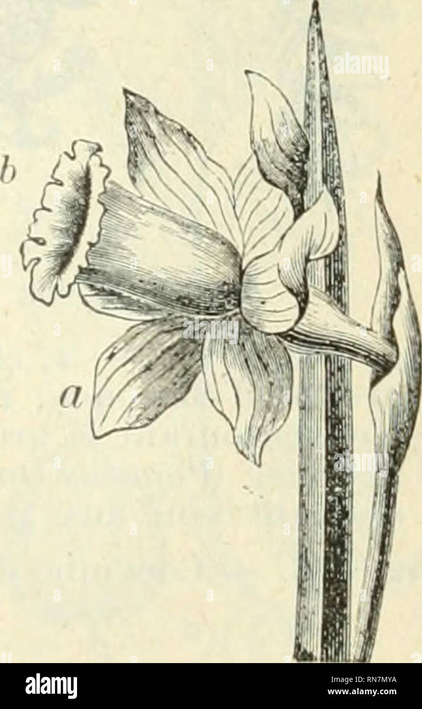 Anatomie de la gorge hi-res stock photography and images - Alamy