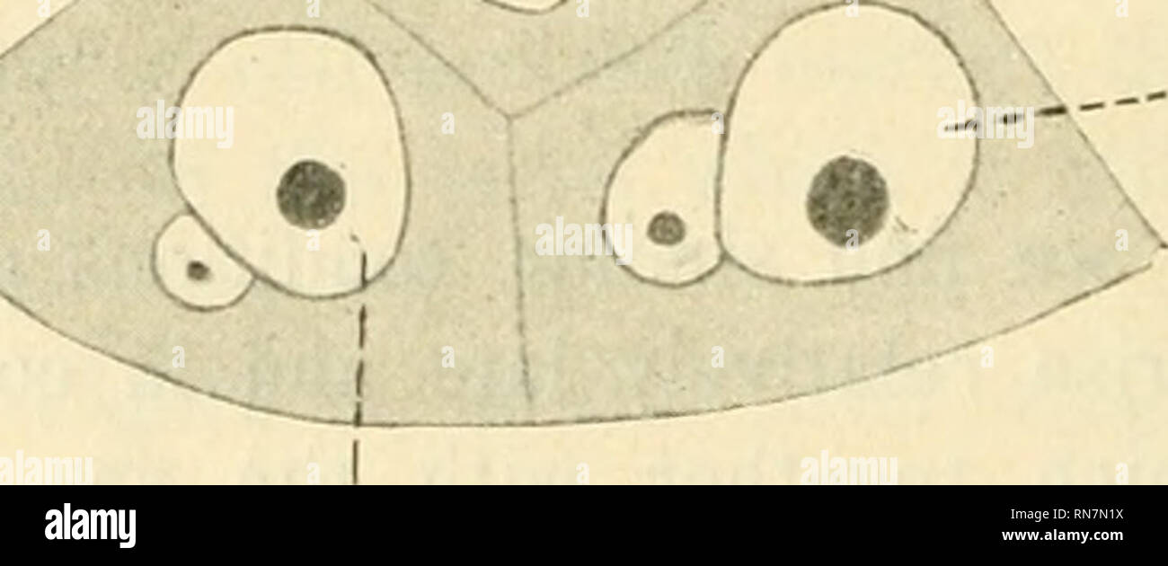 . Anatomischer Anzeiger. Anatomy, Comparative; Anatomy, Comparative. of ...