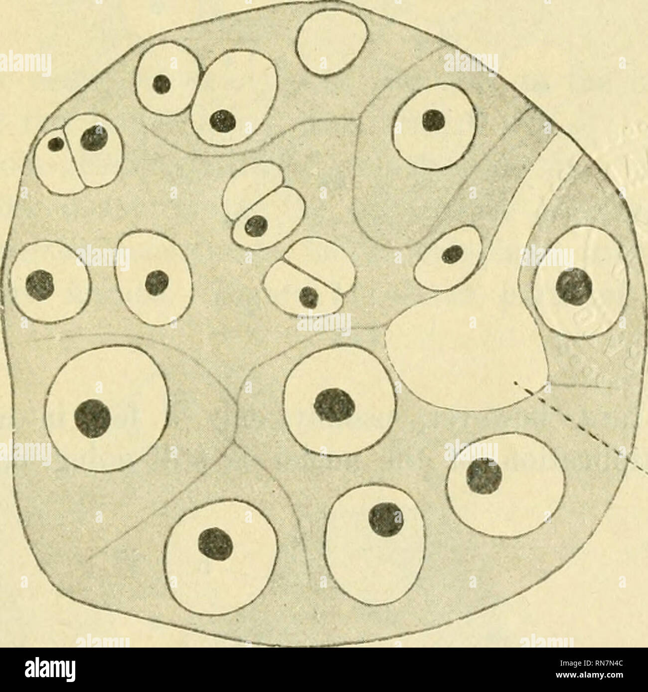 . Anatomischer Anzeiger. Anatomy, Comparative; Anatomy, Comparative ...