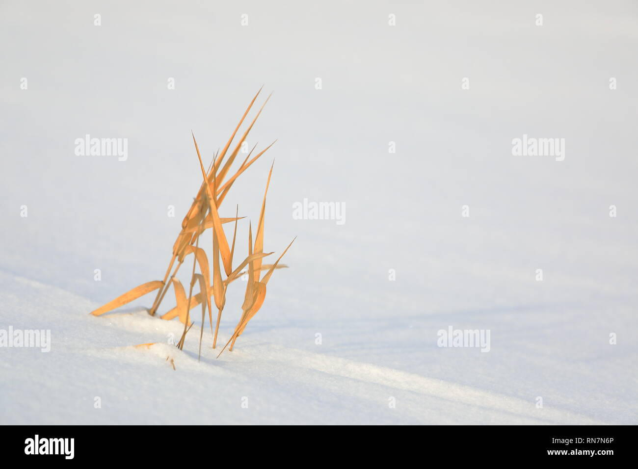 Dead grass in snow field isolated Stock Photo - Alamy