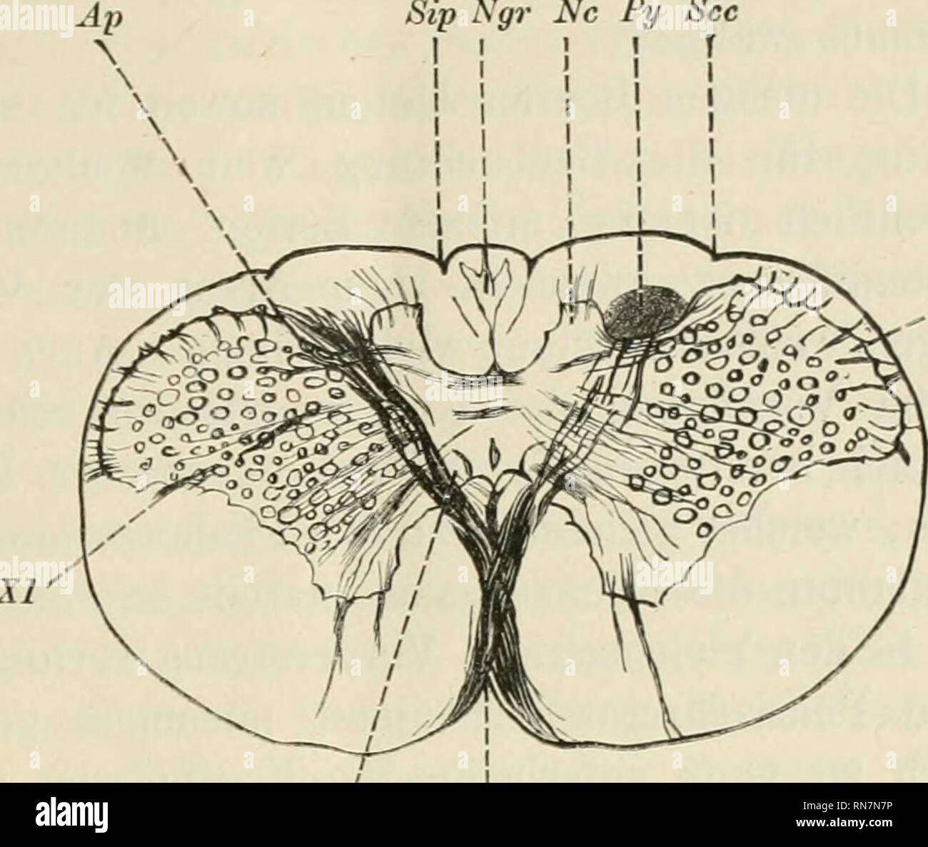 . Anatomischer Anzeiger. Anatomy, Comparative; Anatomy, Comparative ...