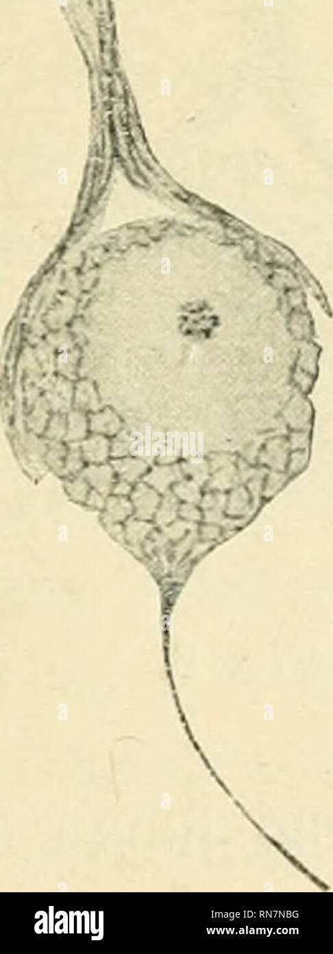 . Anatomischer Anzeiger. Anatomy, Comparative; Anatomy, Comparative. 21 ...