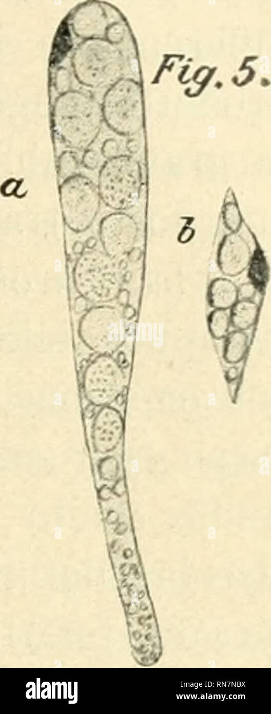 Cellule germinali hi-res stock photography and images - Alamy