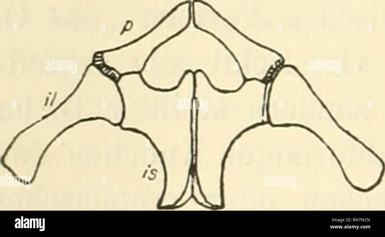 Becken anatomy hi-res stock photography and images - Alamy