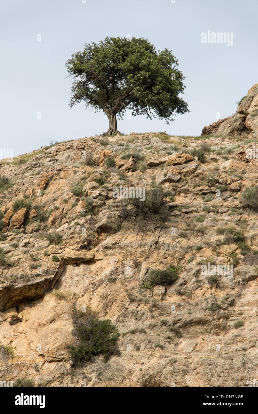 Tree growing on top hi-res stock photography and images - Alamy