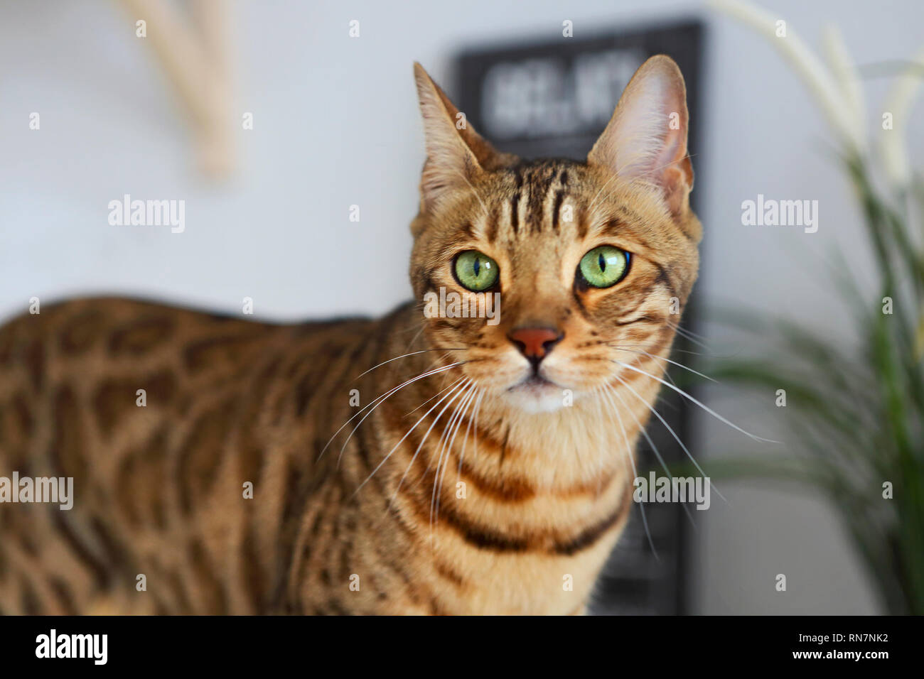 Black cat kitchen plant hi-res stock photography and images - Alamy