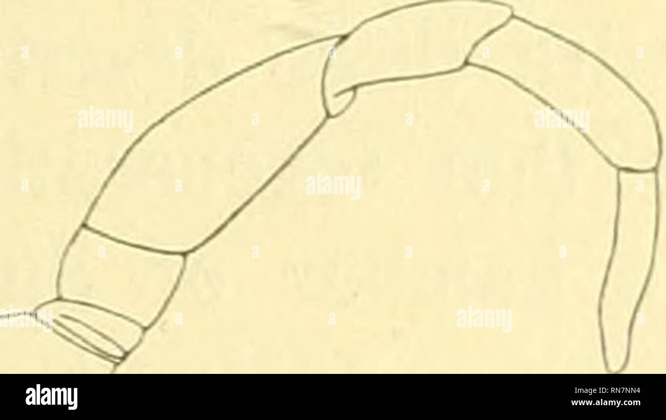 . Anatomischer Anzeiger. Anatomy, Comparative; Anatomy, Comparative. 6 ...