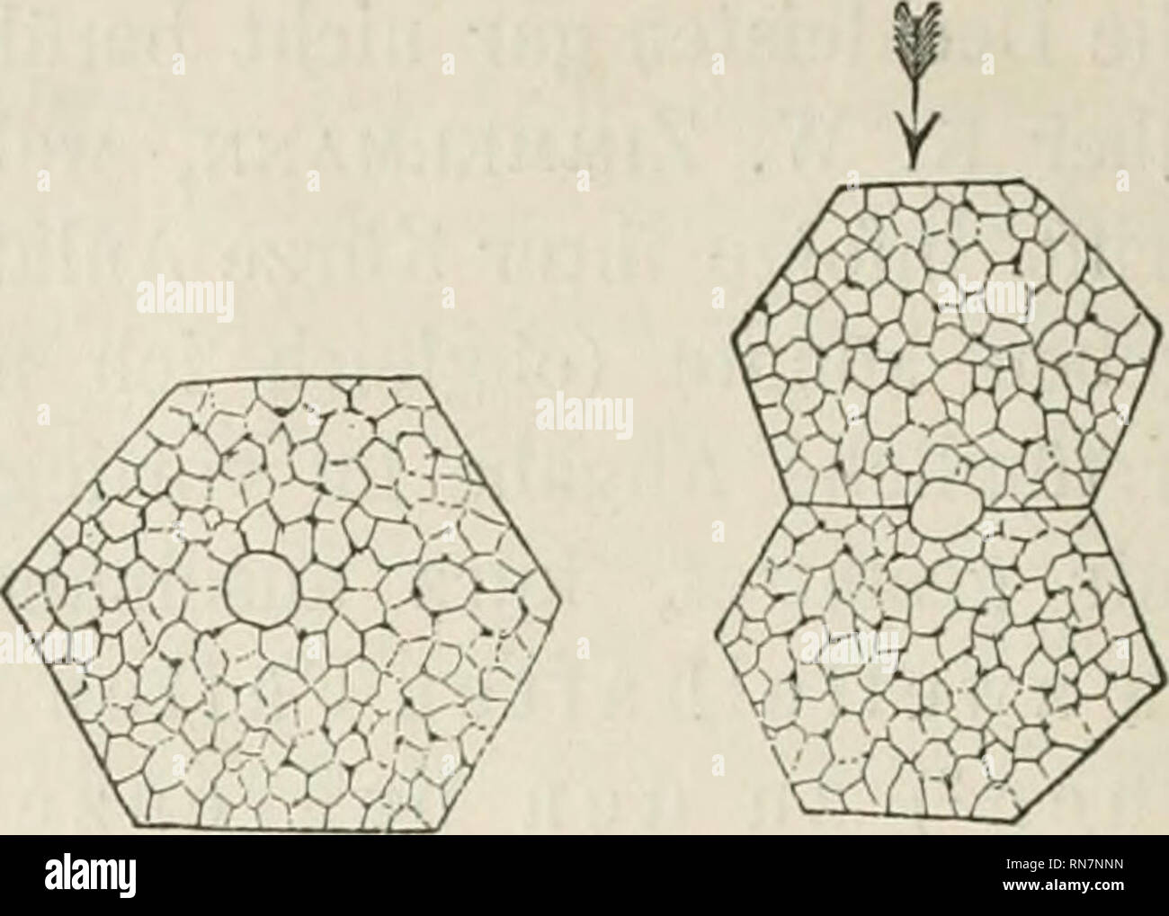 . Anatomischer Anzeiger. Anatomy, Comparative; Anatomy, Comparative. 1 ...