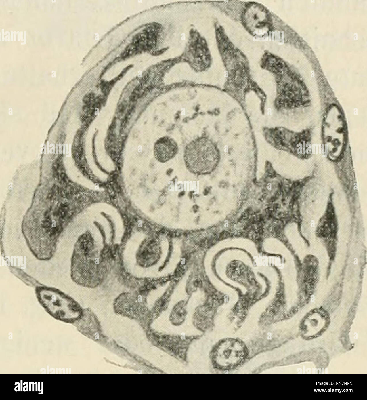 Tigroid hi-res stock photography and images - Alamy