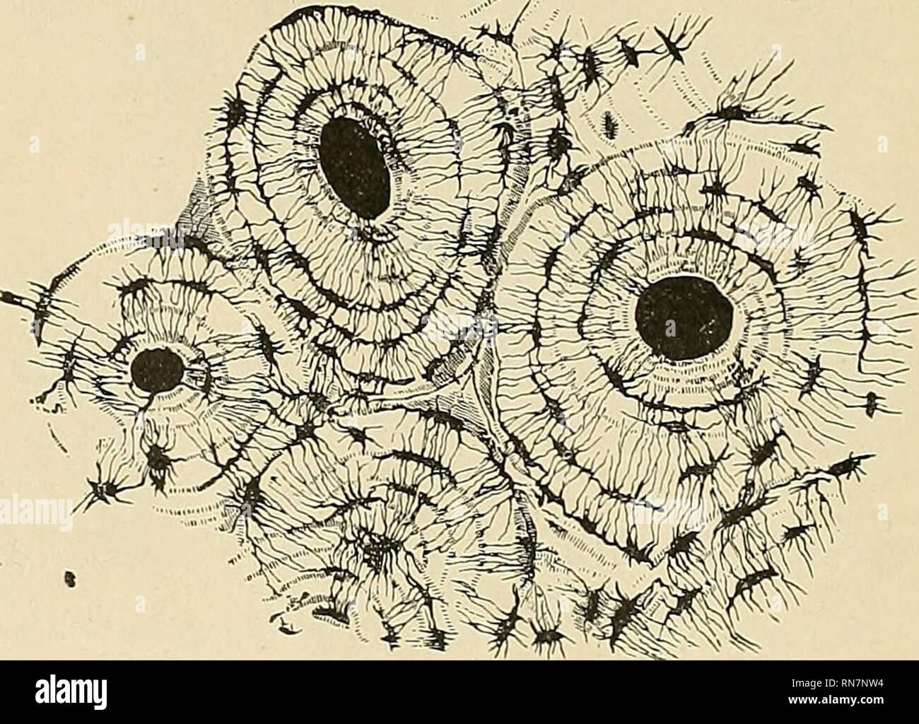 . Anatomy, descriptive and applied. Anatomy. Fig. 4.—Transverse section ...
