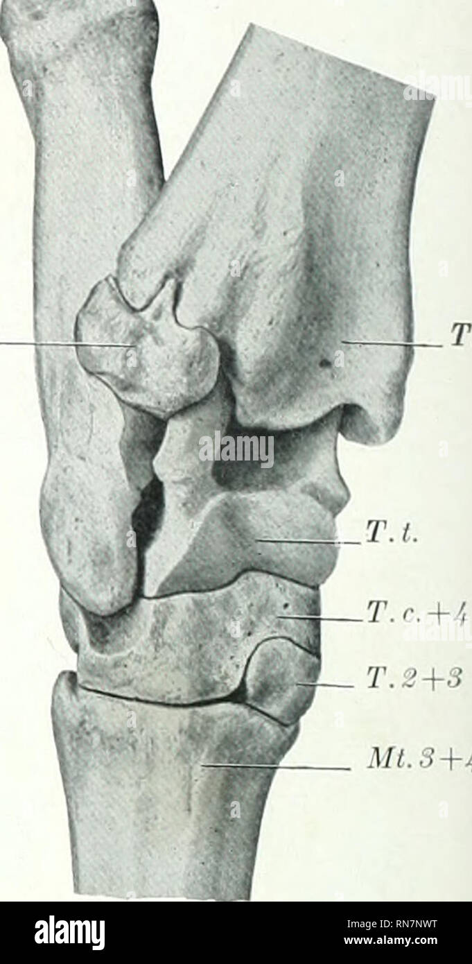 Second metatarsal bone hi-res stock photography and images - Alamy