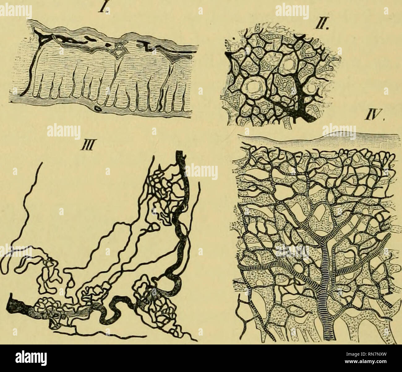 . The anatomy of the frog. Frogs -- Anatomy; Amphibians -- Anatomy. 376 ...