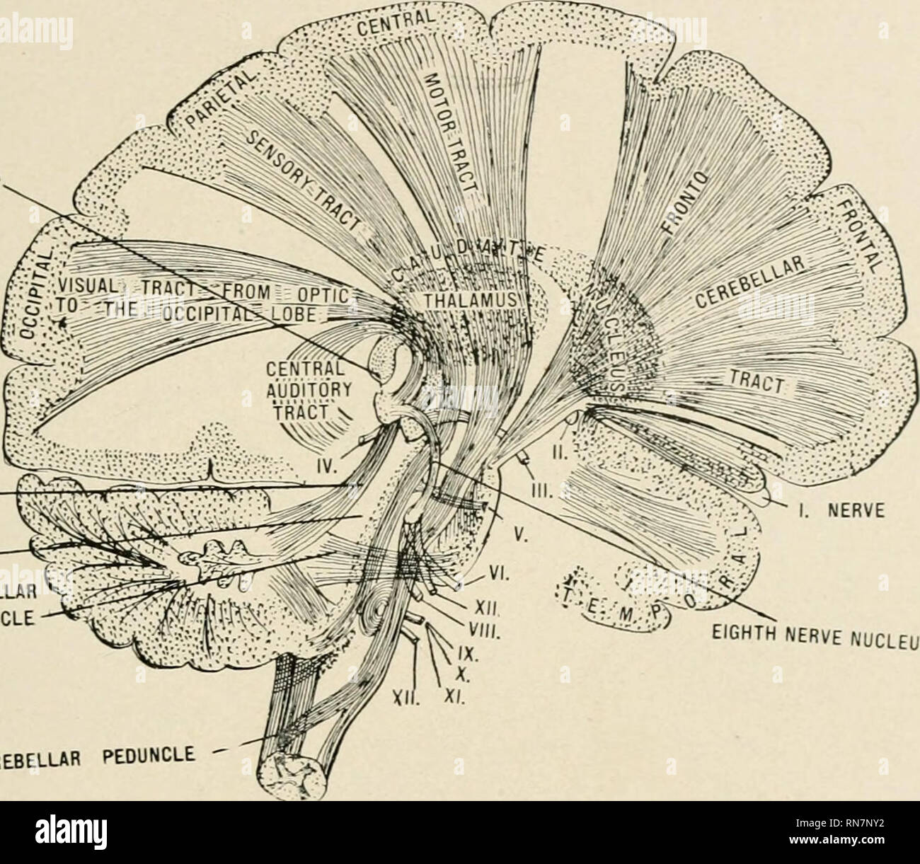 . Anatomy in a nutshell : a treatise on human anatomy in its relation ...
