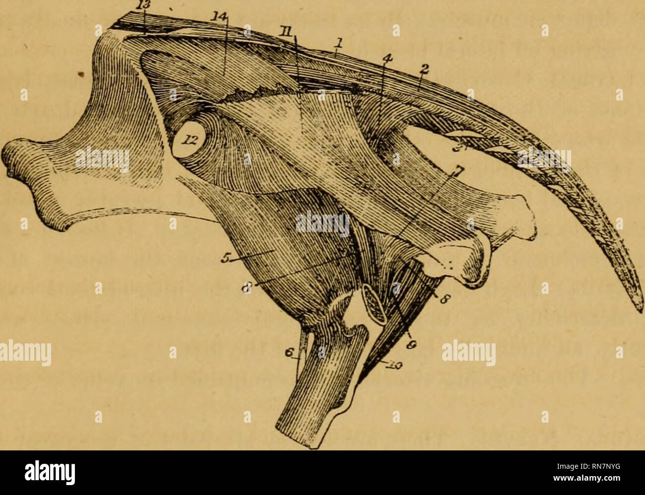 . The anatomy of the horse; a dissection guide. Horses. DISSECTION OF ...