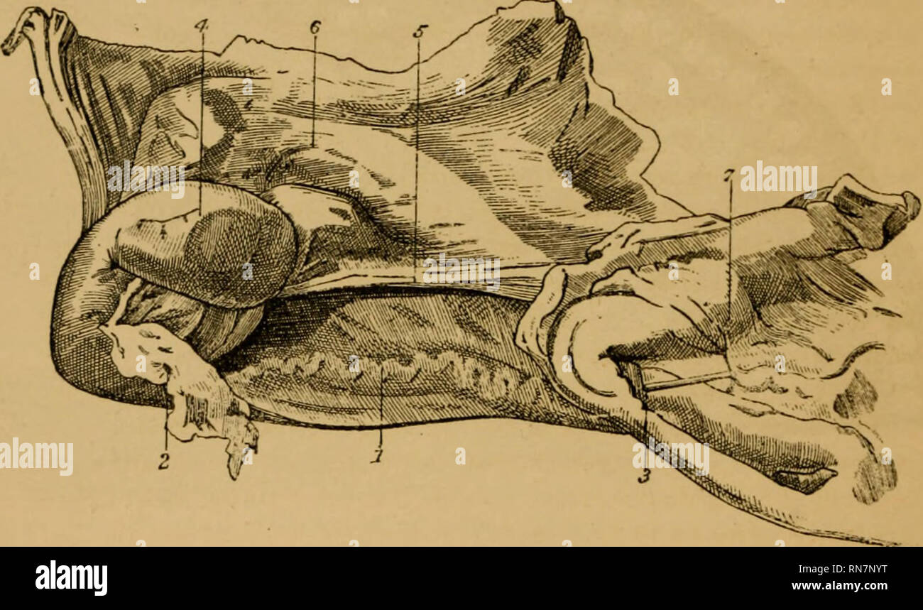 . The anatomy of the horse; a dissection guide. Horses. 354 THE ANATOMY ...